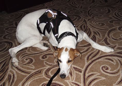 Understanding Desensitisation Making It Work In Practice By Francesca