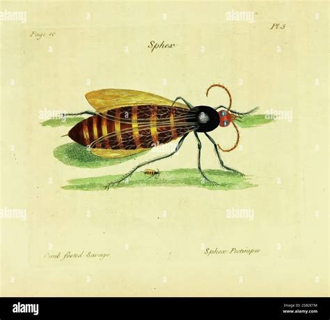 A Decade Of Curious Insects Some Of Them Not Describd Before London Printed For The Author