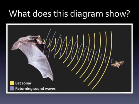 PPT Batty About Echolocation PowerPoint Presentation Free Download ID 2836331