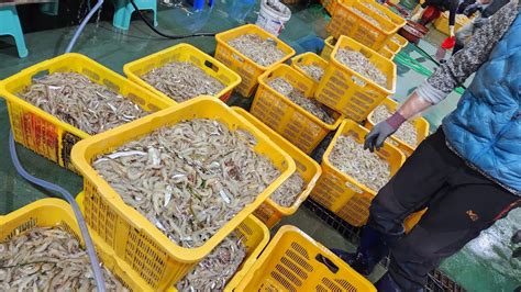 궁평항 엄청난 양의 김장용 새우 아침 일찍 가야 구입 할 수 있어요 Youtube