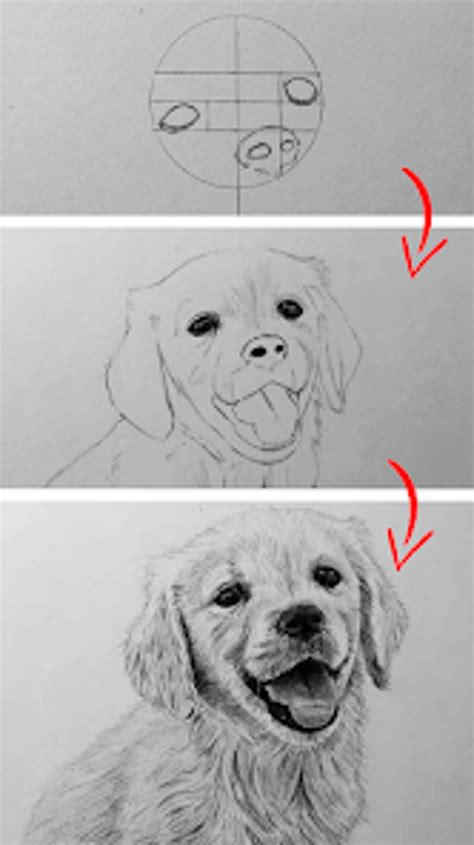 How To Draw Animals By Step Para Android Download