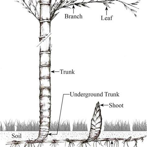 Sketch Of Relationships Among Shoot Mature Moso Bamboo And Rhizome