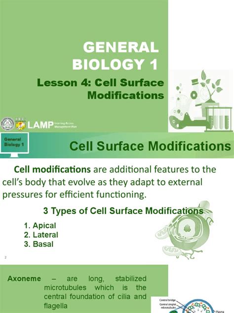 Genbio1 Lesson4 Cell Surface Modifications Pdf Epithelium Cell Biology