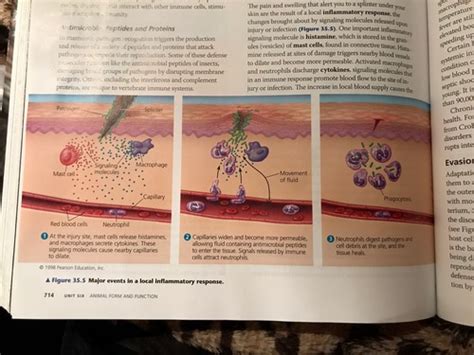 Immune System Flashcards Quizlet