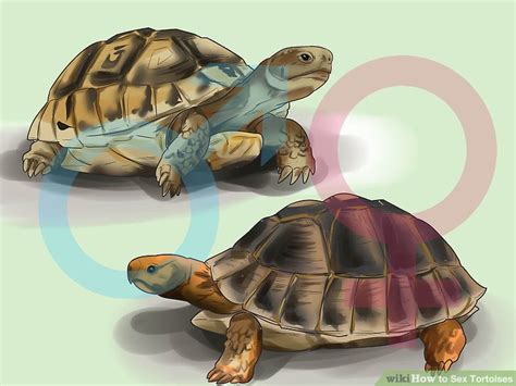 4 Ways To Sex Tortoises Wikihow