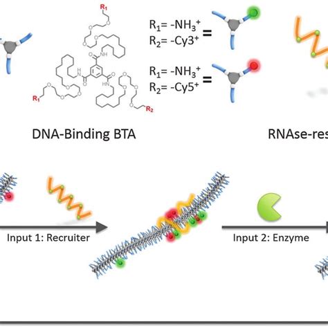 Schematic Representation Of Enzyme Responsive Supramolecular Polymers Download Scientific