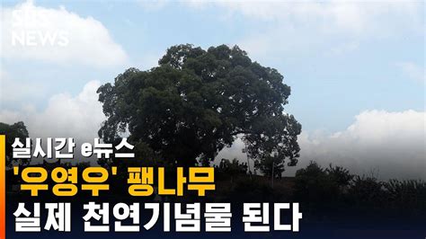 우영우 드라마에 나온 팽나무 실제로 천연기념물 된다 Sbs 실시간 E뉴스 Youtube