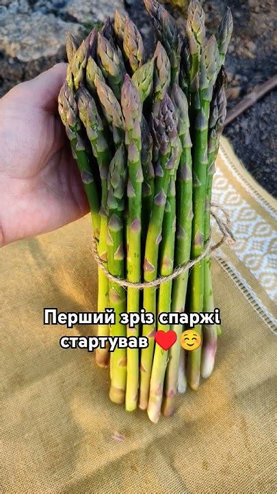 Нарешті перший врожай спаржа Вже в кошику ☺️ Youtube