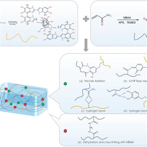 Synthetic Route Of Pdapam Hydrogel Download Scientific Diagram