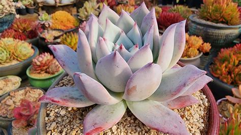 🎅기쁘다~다육이오셨네~~🎄🎅 다가오는 크리스마스 선물에는 다육이😆♥️ 다육이 다육판매 5만원이상무료배송 Youtube