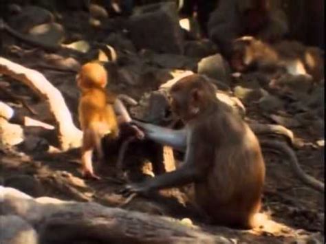 The Nature Of Sex Top Documentary Films