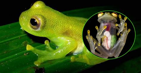 အရေပြားအောက်ကနေ အတွင်းအင်္ဂါတွေကို ထင်ထင်ရှားရှားကြီး မြင်တွေ့နေရမယ့