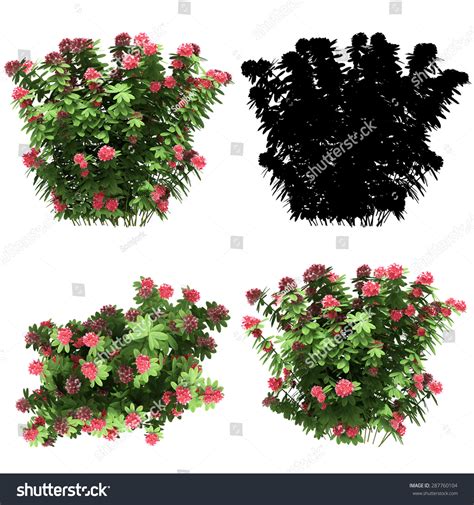 3d Tree Render On White Background 库存插图 287760104 Shutterstock