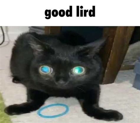 Good Lird Silly Cats Cute Cat Memes Funny Cat Memes