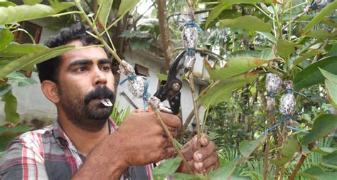 Plant Propagation Nellickal