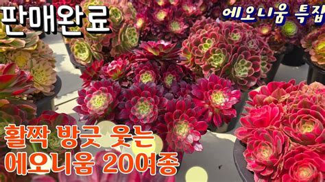 4월4일 마이바흐 배반의장미 청명 등 화려하게 물들어 요즘 봄과 딱이에요 01048583904 다육이 다육식물