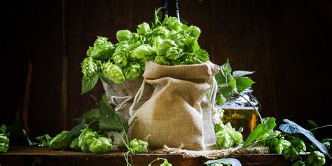 Хмел за успокоение Code Health