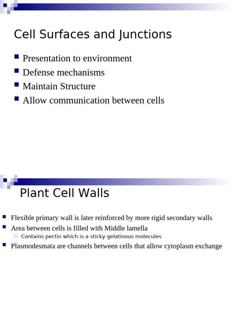 Cell Junctions Pdf Extracellular Matrix Cell Biology