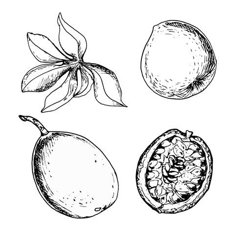 Premium Vector Set Of Tropical Passion Fruit And Leaves Vector