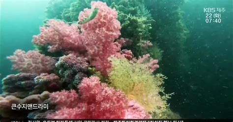 현장k 항구에 생긴 화려한 산호숲기후위기 신호