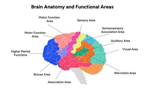 Premium Vector Diagram Of Functional Areas Of Cerebral Cortex Human