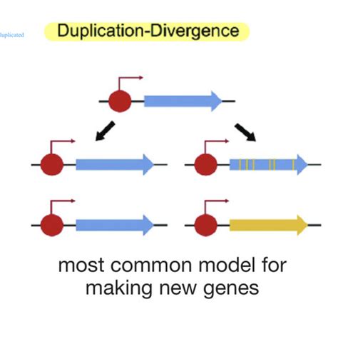 Module 16 Gene Duplications And Origins Of New Genes Flashcards Quizlet