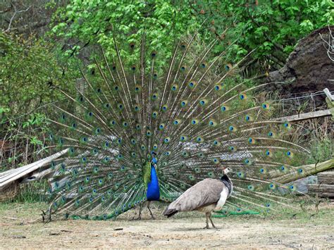 What Is Sexual Selection Introductory Biology Evolutionary And
