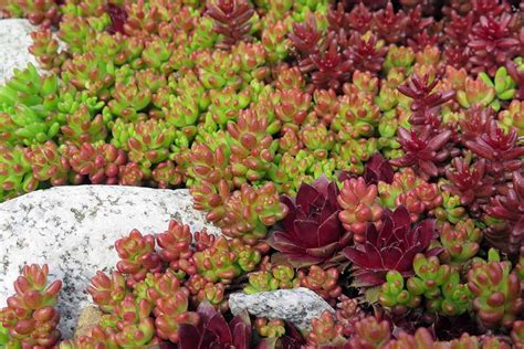 Stonecrop Ground Cover Plant