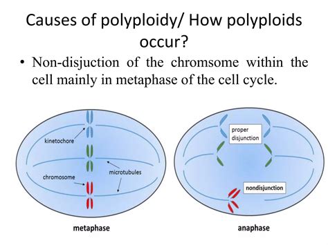 Polyploidy PPTX