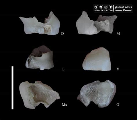 کشف اجزای بدن انسان متعلق به ۱۷۵ هزار سال قبل در قزوین عکس سلام نو