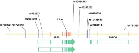 Polymorphisms In The Interferon Regulatory Factor 5 Irf5 Locus The Download Scientific