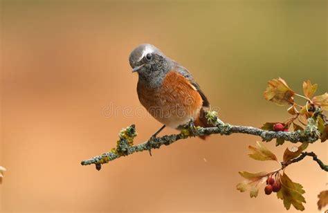 A Real Redhead Stock Photo Image Of Flycatcher Colirrojo