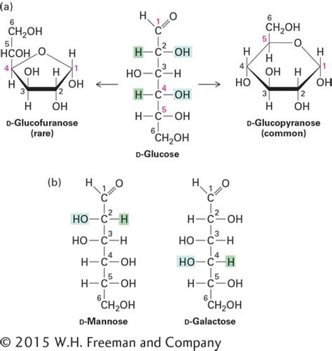 Glucose Structure Linear