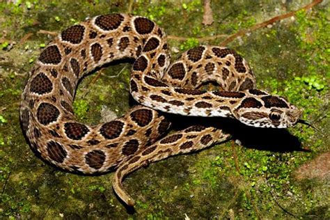 Смертельные Змеи 10 Самых Ядовитых Змей В Азии