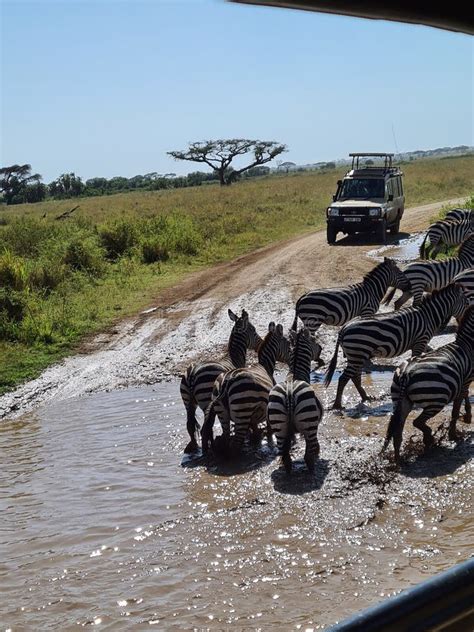 African Zebra In National Park Tanzania Safari In Africa Stock Image