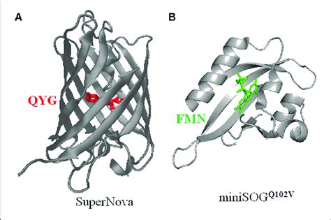 Three Dimensional Structures Of Supernova A Minisog Q102v B Download Scientific Diagram