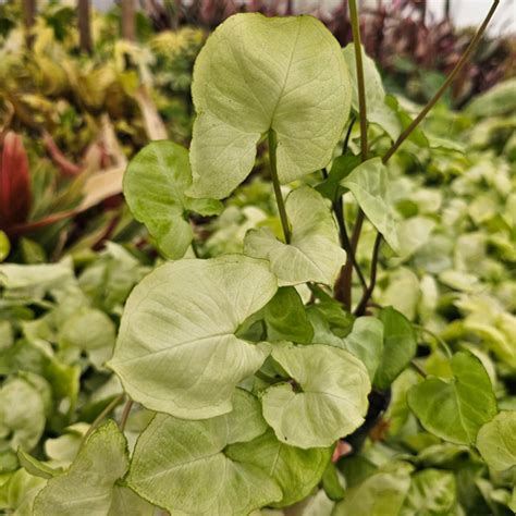 Syngonium White Excellent Garden Express