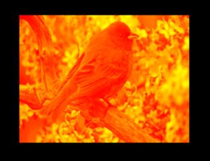 Python PIL ImageOps Colorize Method GeeksforGeeks