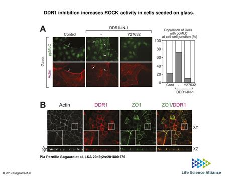 Ddr1 Inhibition Increases Rock Activity In Cells Seeded On Glass Ppt Download