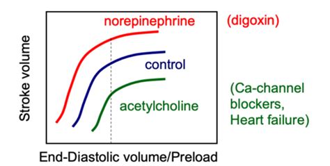 CV 4 Heart Failure Pathophys Flashcards Quizlet CV 4 Heart Failure Pathophys Flashcards Quizlet
