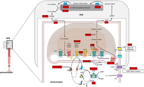 Visual Cycle Pathway Schematic Representation Of The Phototransduction