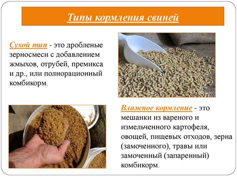 Разработка рецептур кормления и содержания свиней в условиях ЗАО