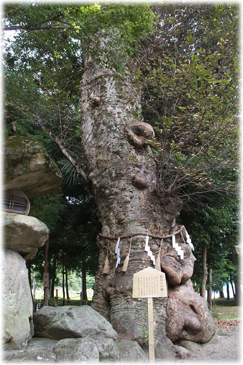 建部神社のケヤキ2