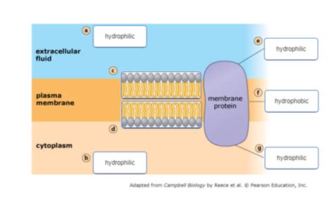 Chapter 7 Homework Flashcards Quizlet