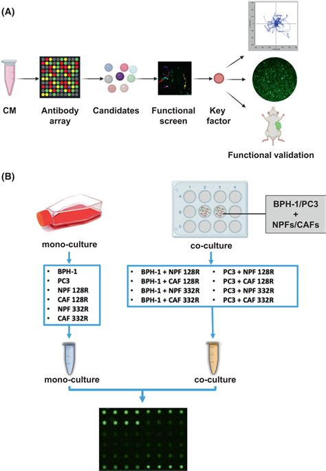 Experimental Workflows A Overall Workflow For The Project Created Download Scientific