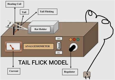 tail flick model apparatus [6] download scientific diagram