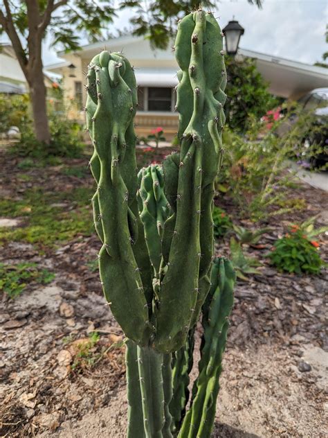 Cereus Peruvianus Monstrose Aka Peruvian Apple Peruvian Apple Cactus