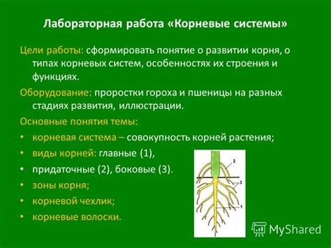 Лабораторная Работа По Биологии 6 Класс Bookstracks