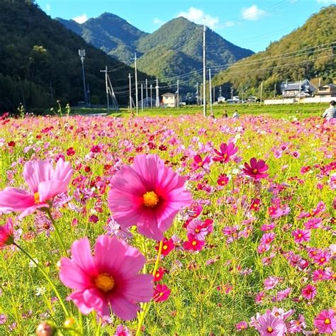 のどかな山あいのコスモス畑 candy sarry 2