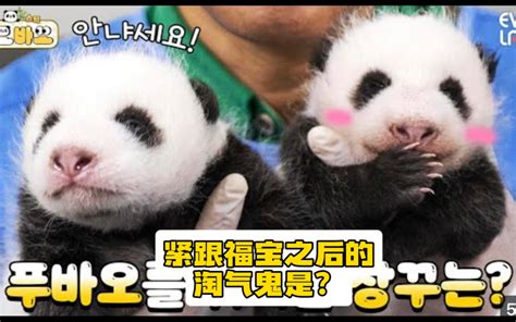 中字宝宝20230817EP6 可以猜到我们双胞胎宝宝哪只活泼哪只安静吗 小黄蓝kkk 小黄蓝kkk 哔哩哔哩视频